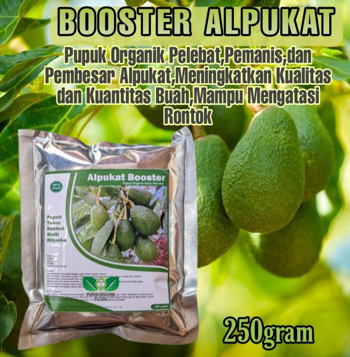 Pupuk Organik Pelebat Buah Booster Alpukat agar cepat berbuah lebat obat nutrisi pemacu ampuh ...