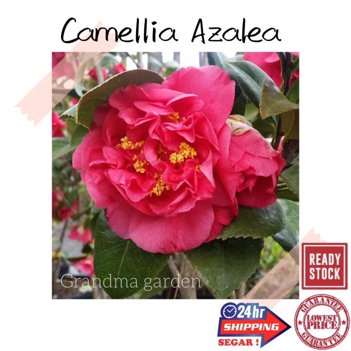 (GG real plant) camellia azalea ^ Pokok hidup hiasan rumah live outdoor ...