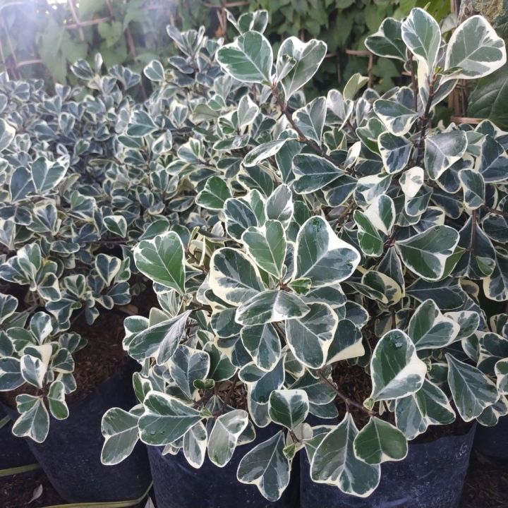 Bahan Bonsai Ficus Triangularis Sehat Rimbun Berkualitas Impor | Lazada ...