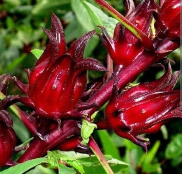 Pokok buah Roselle benih /seed | Lazada
