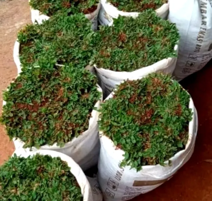 rumput gajah mini ukuran 1x1 meter untuk taman depan rumah dan kantor ...