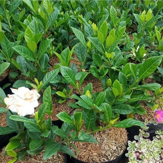 tanaman bunga Gardenia putih | pohon kaca piring | bibit tanaman bunga ...