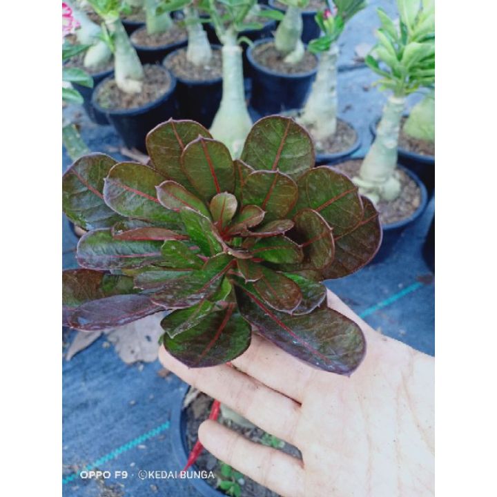 ADENIUM RARE LIVE PLANT DAUN MERAH(POS DGN PASU) | Lazada