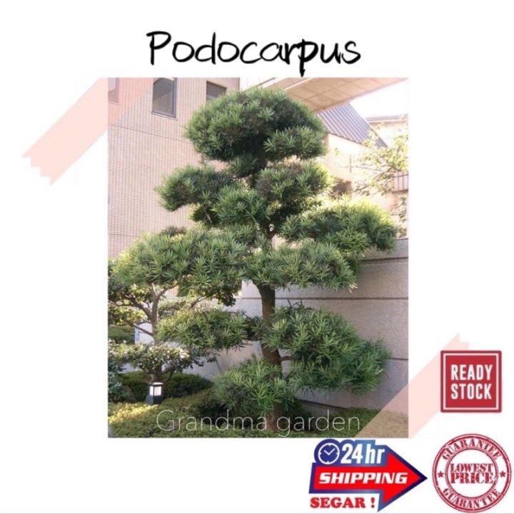 (GG real plant) podocarpus ^ pokok hidup hiasan rumah luar live outdoor ...