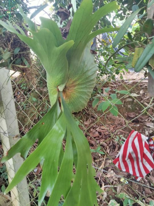 pokok tanduk rusa medium, Pakis Tanduk Rusa atau Staghorn ferns ...