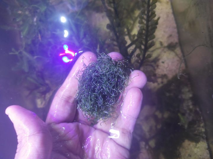 chaeto morpha macroalgae | Lazada PH