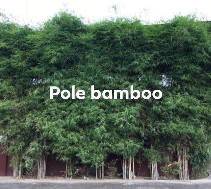 pole bamboo established/tubo na | Lazada PH