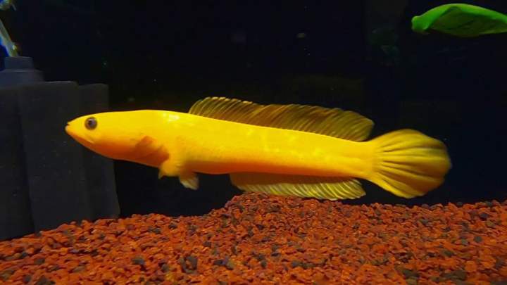 Channa Golden Limbata [READY STOCK][FAST SHIPPING] Ikan Hiasan Akuarium ...
