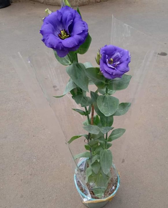 Live Plant Paper Roses Rose Violet Purple Rose Plant Indoor Plant ...