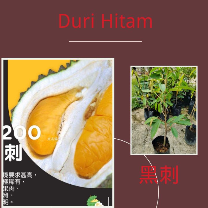 Durian duri hitam /black thorn/黑刺/d200/size 3 kaki lebih | Lazada