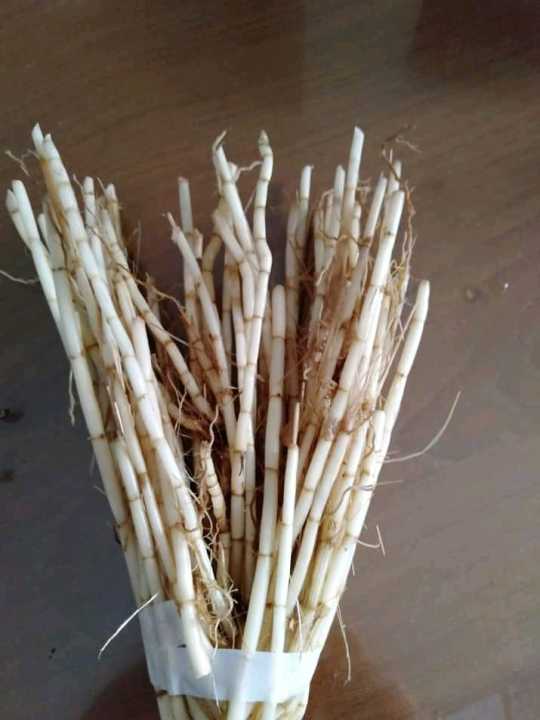 akar alang-alang alami 500 gram | Lazada Indonesia