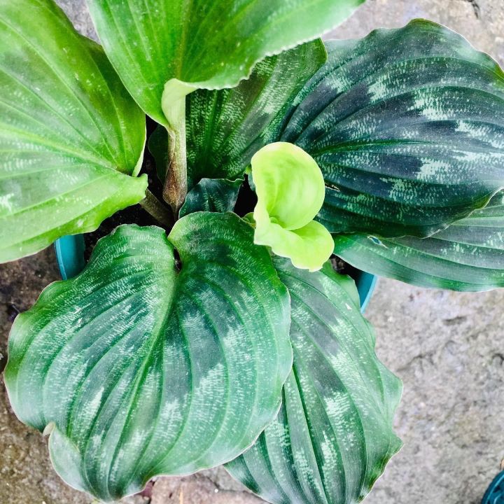 Calathea Ginger (ESTABLISHED) | Lazada PH