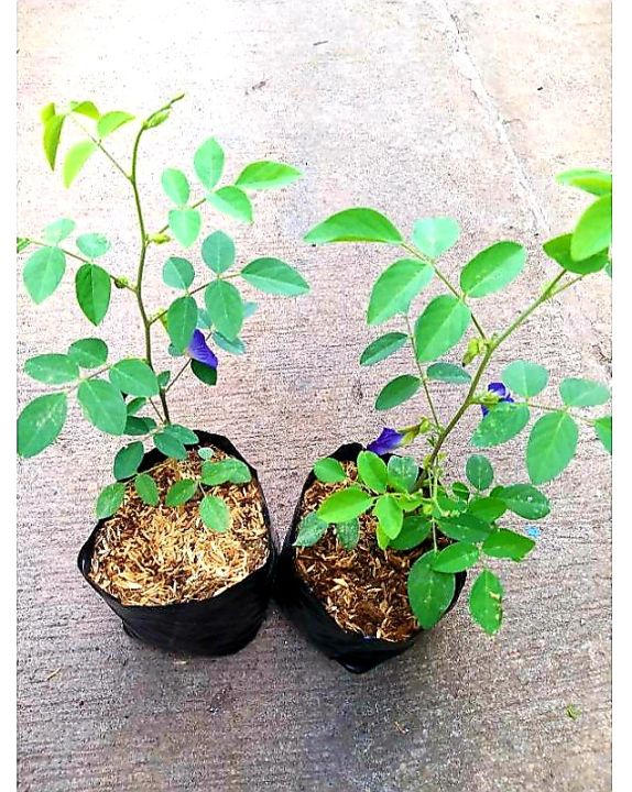 Blue ternatea / Butterfly pea tea seedlings | Lazada PH