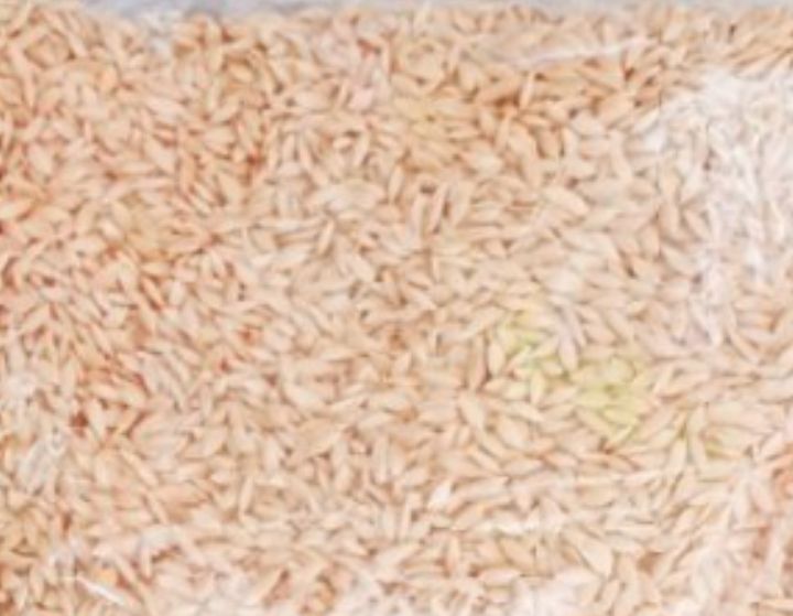 padi huma atau padi bukit | Lazada