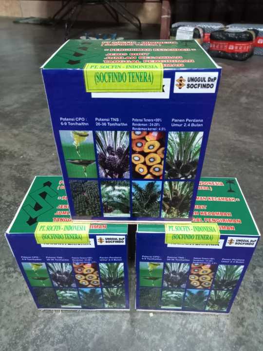Kecambah kelapa sawit SOCFINDO UNGGUL isi 250 butir | Lazada Indonesia
