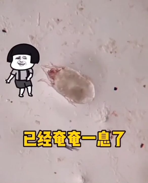 Anti Dust Mite Spray Hama Habuk Kill Bed Bug Insect Pest Control Fabric ...