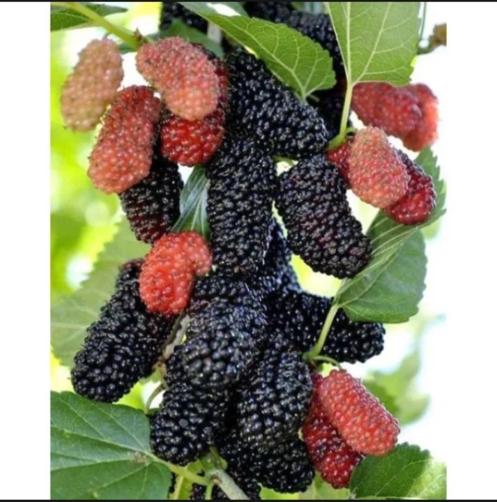 BUAH MURBEI/MULBERRY FRESH PER 100GRAM PETIK DADAKAN MURAH PROMO HARGA ...