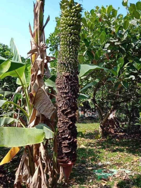 Sulur pokok pisang seribu @ 1000 fingers banana | Lazada