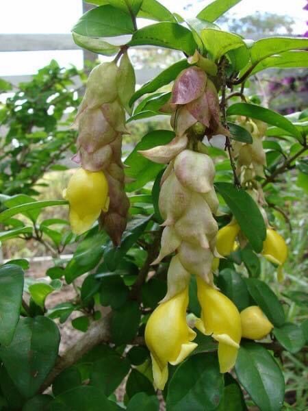 RARE plant! Pokok gmellina philippensis, Parrot’s Beak | Lazada