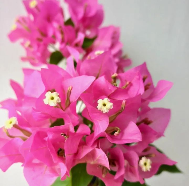 BIBIT TANAMAN HIAS BUGENVIL BUNGA KERTAS // BOUGENVILLE VERA PINK ...