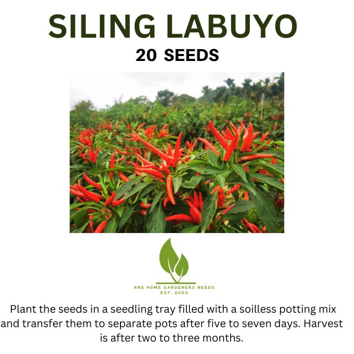 SILING LABUYO SEEDS - 20pcs Seeds | Lazada PH