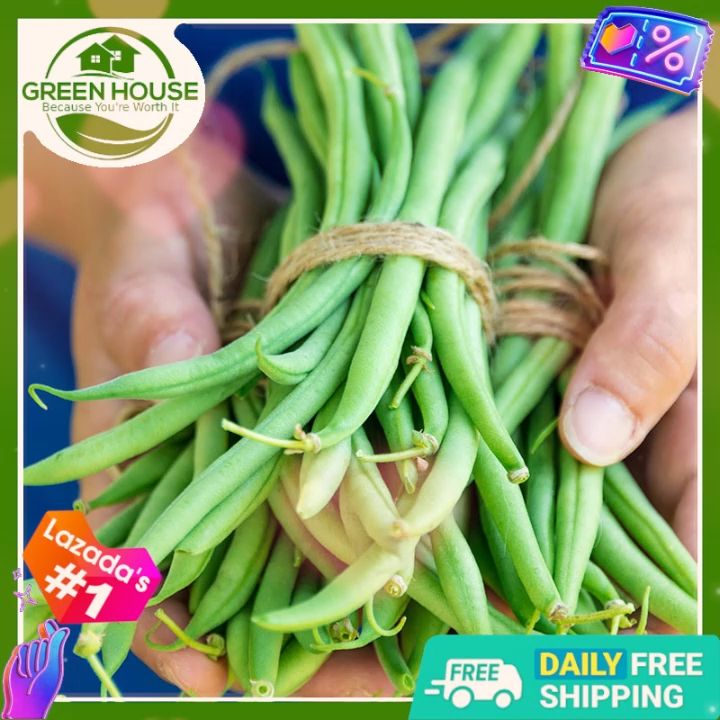 Green House® - F1 Baguio Beans Seeds for Planting Vegetable Plants (25 ...