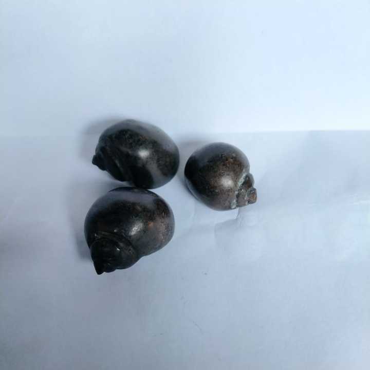 Kol Buntet kerang Buntet hitam asli | Lazada Indonesia