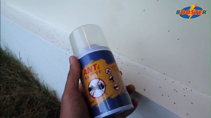 Obat Anti semut Racun Pengendali Semut Racun Sampai Ke Sarang Anti ...
