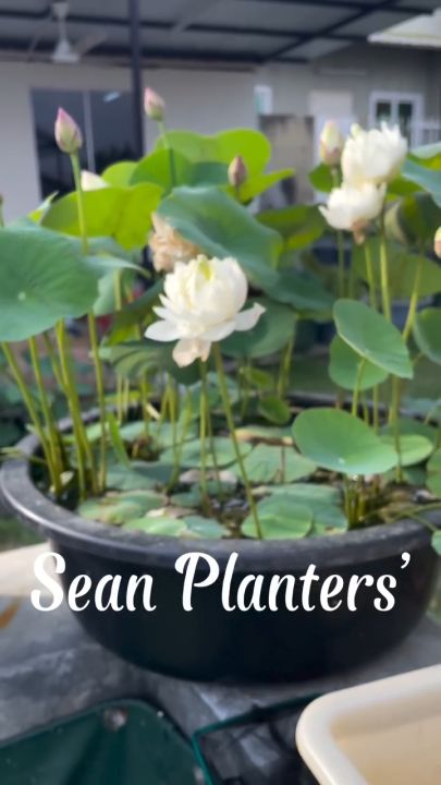 【Sean Planters'】 Genuine Micro Lotus Tuber Bowl Lotus 碗莲种藕 微型碗莲小荷花小型荷花 ...