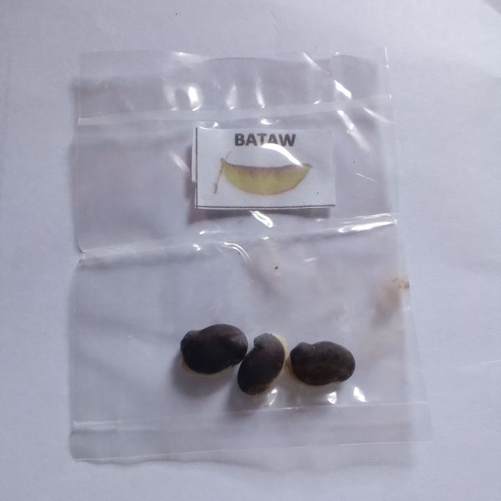 3 seeds of bataw binhi pantanim | Lazada PH