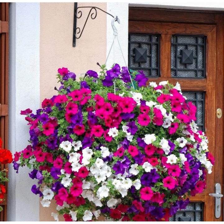 Tanaman hias azalea 3 warna bunga - azalea orange delight - Bibit ...