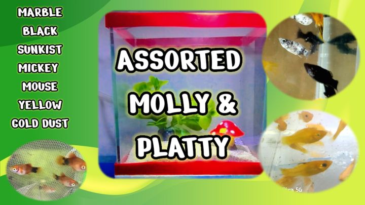 ASSORTED MOL LY FISH FOOD | Lazada PH