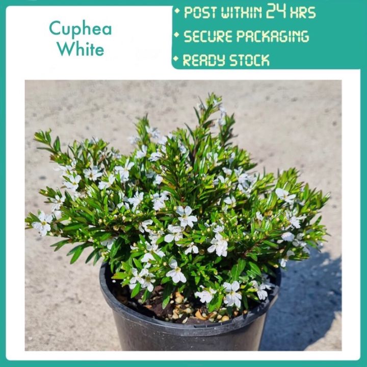 PBN - cuphea hyssopifolia bunga putih - pokok bunga nursery tahan panas ...