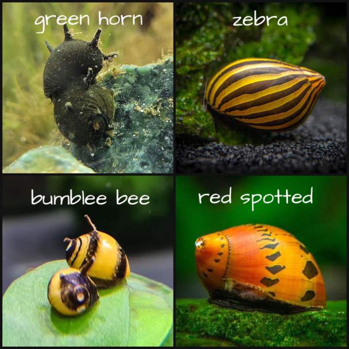 3ekor pelbagai snail siput nerite aquarium hiasan aquascape | Lazada