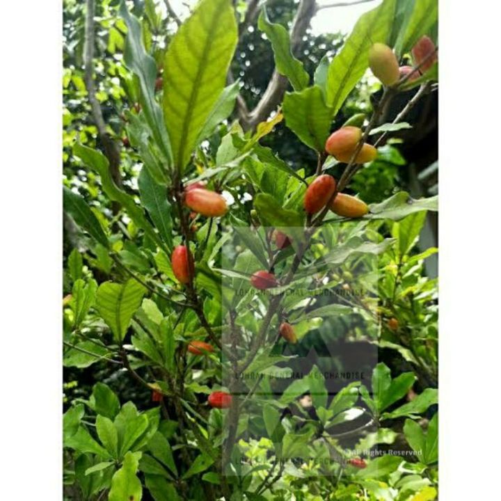 Magic Fruit/Red Miraculin Berries Seedlings Rare | Lazada PH