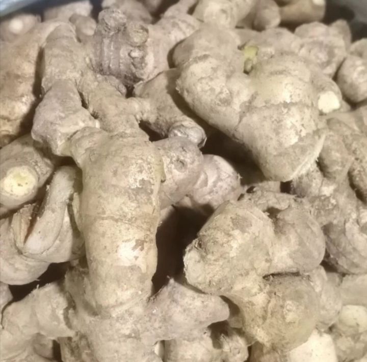 Jahe Putih Gajah Ukuran Kecil Leles Segar 1kg | Lazada Indonesia