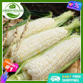 Green House® - White Lagkitan Corn Seeds for Planting Vegetable Plants ...