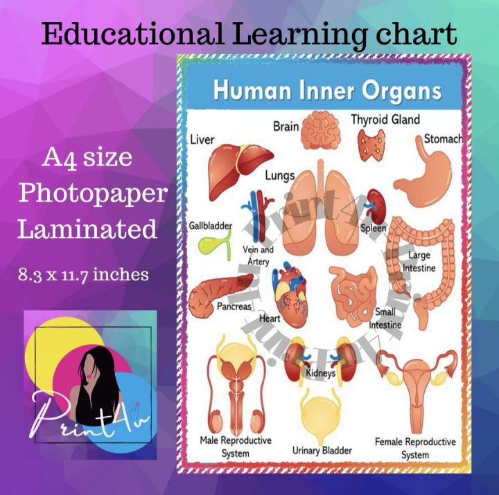 Human Inner Organs Learning chart Laminated | Lazada PH