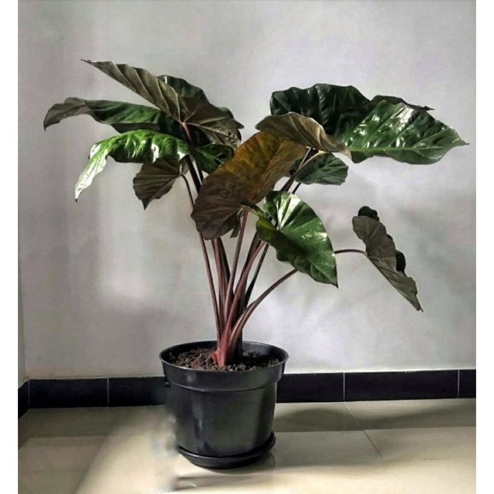 Tanaman sente hitam 1-3 daun | Lazada Indonesia