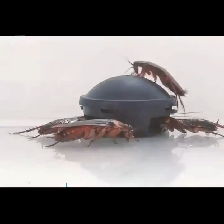 1 day kill all cockroaches Japan Cockroach Killer Bait Household ...
