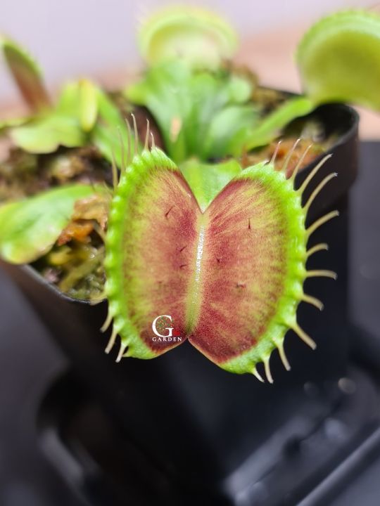 Venus Flytrap B52 [Dionaea Muscipula, Venus Flytrap][Carnivorous Plants][GILAGARDEN] | Lazada