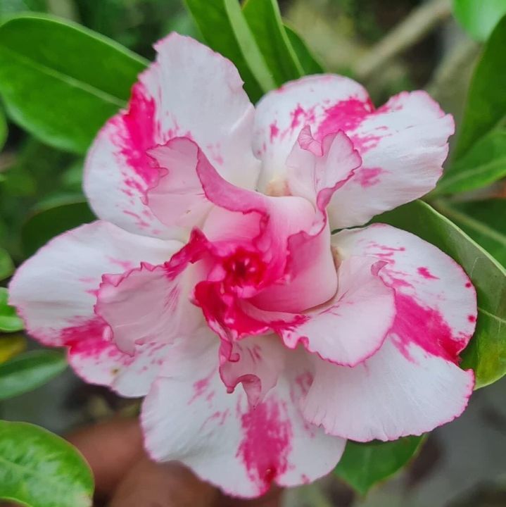 25 Pieces Grafted Adenium | Lazada PH