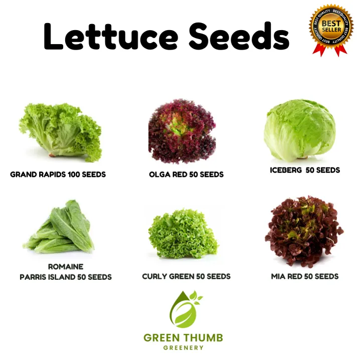 LETTUCE SEEDS - romaine grand rapids iceberg red lettuce | Lazada PH