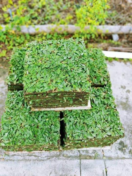FROG GRASS | 4 BLOCKS + 1 FREE ‼️7x7 INCHES PER BLOCK |☘️ LIVE PLANTS ☘ ...