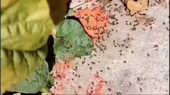 25Pcs/600Pcs Effective Powder Fly Killing Bait PestControl Insecticide ...