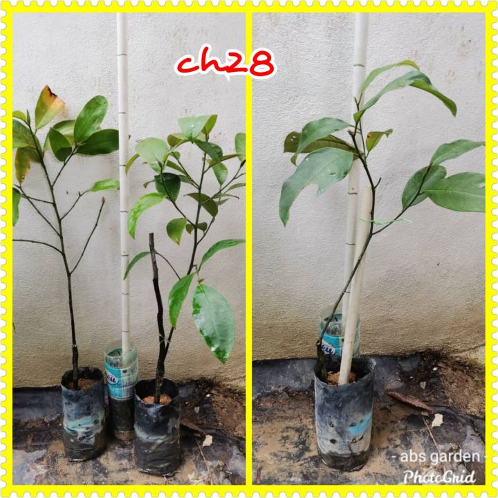 cempedak ch28 2kaki | Lazada