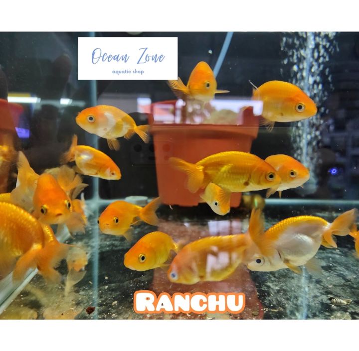 【Ocean Zone】Assorted Ranchu Gold Fish (Live Fish with DOA) | Lazada
