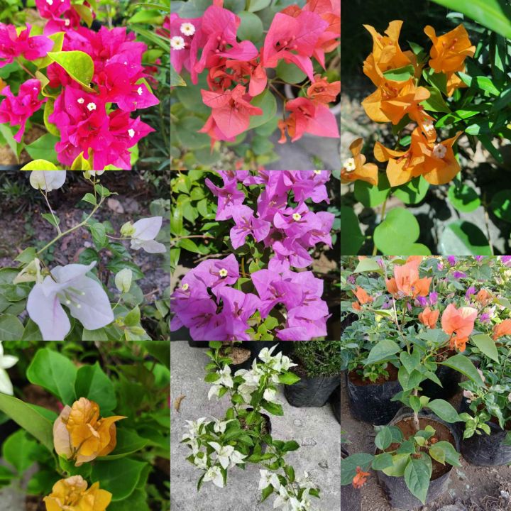 bongavilla different collor live plant [ESTABLISH] my bulaklak ndn kaya ...