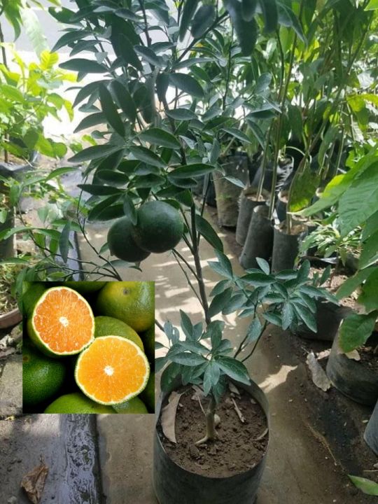 Dalandan with FREE fertilizer | Lazada PH