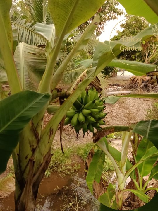 LIVE PLANT SULUR PISANG/ANAK BENIH PISANG BANTAN LEMAK MANIS/PISANG ...